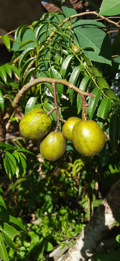 Ambarella fruit stock photo. Image of citrus, yellow - 246561014 Ambarella fruit stock photo. Image of citrus, yellow - 246561014