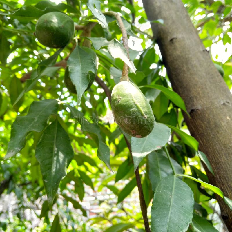 Ambarella Fruit on the Tree Stock Image - Image of ambarella, fruit ...