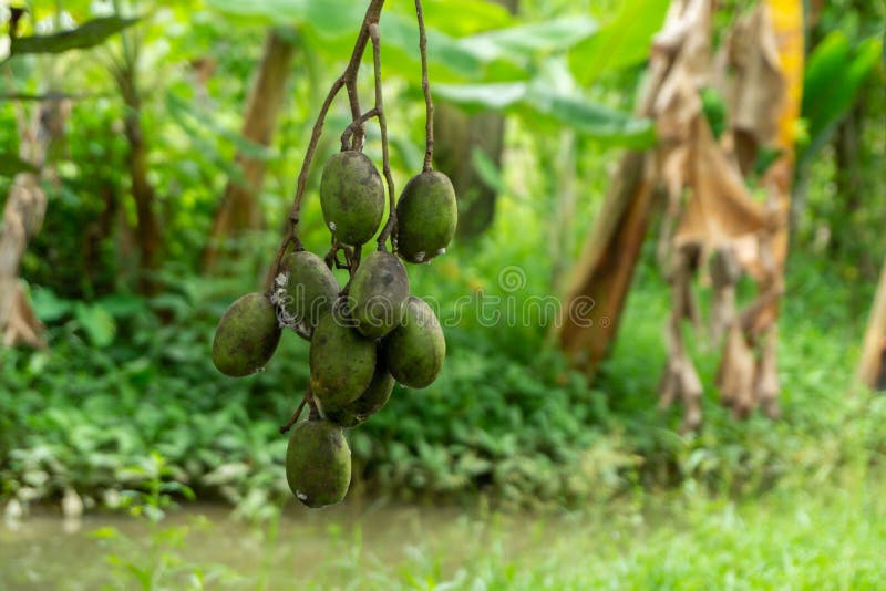 Ambarella Fruit (spondias Dulcis) on Tree Stock Photo - Image of growth ...