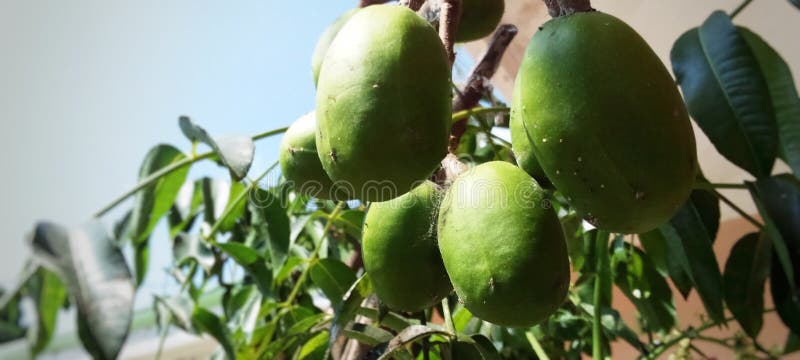 Ambarella Fruit on the Tree Stock Photo - Image of food, strawberry ...