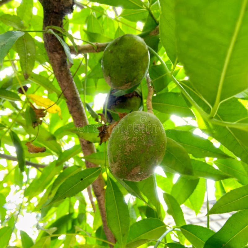 Ambarella Fruit on the Tree Stock Photo - Image of jungle, plant: 266060258