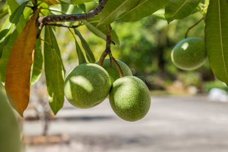 Ambarella Fruit. that Grows in the Yard of the Office with a Fresh ...