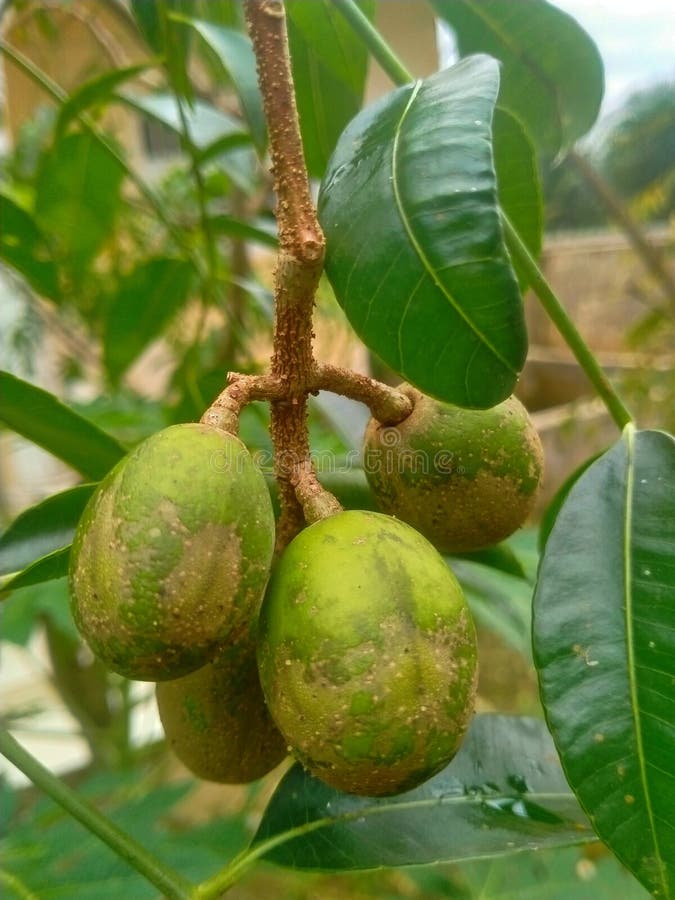 Ambarella Fruit is a Tropical Fruit that Grows a Lot in Indonesia Stock ...