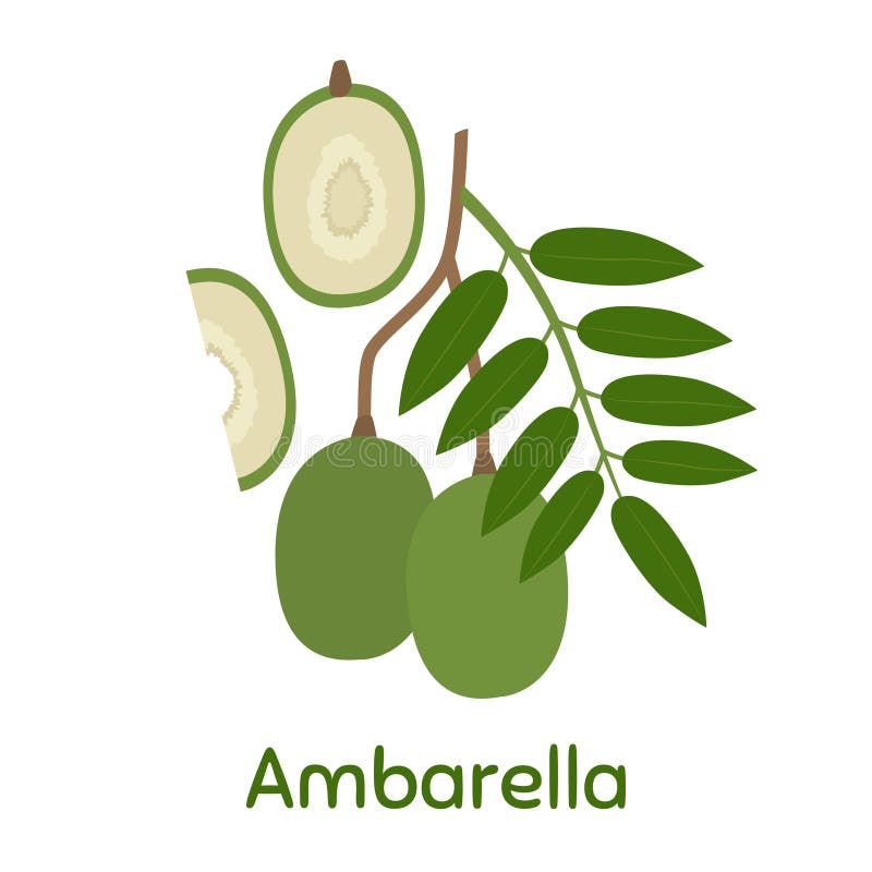Fruits Ambarella Stock Illustrations – 93 Fruits Ambarella Stock ...