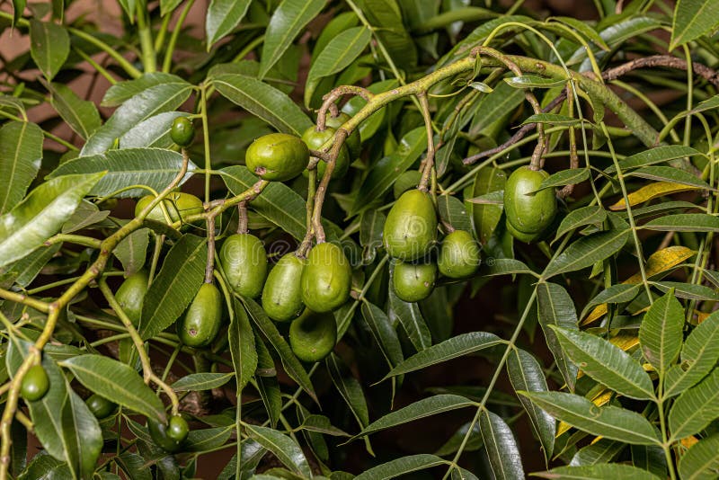 Ambarella Fruiting Tree stock image. Image of ambarella - 263479433