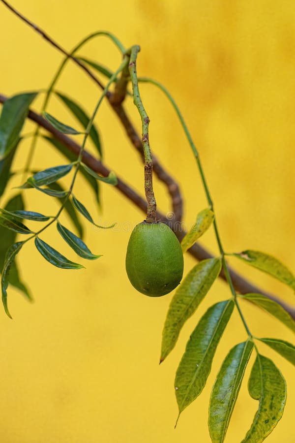 Ambarella Fruiting Tree stock photo. Image of species - 263479536