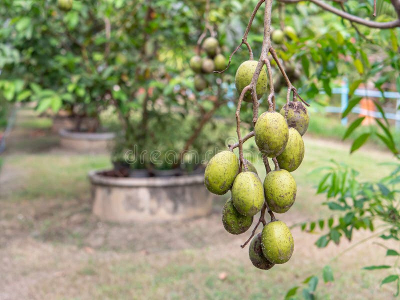 Ambarella on the Tree. Spondias Dulcis . Stock Image - Image of ...