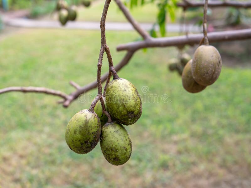 Ambarella on the Tree. Spondias Dulcis Stock Image - Image of growth ...