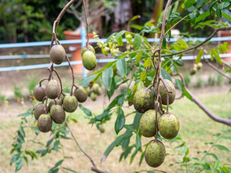 A Tree of Spondias Dulcis, Known As the June Plum, is a Tropical Tree ...
