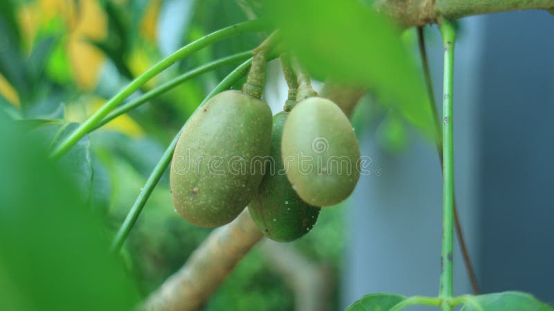 Ambarella vruchtenboom stock afbeelding. Image of plantaardig - 227035403