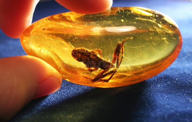 Baltic Amber Stone Inclusion. Stock Photo - Image of jewel, mineral ...