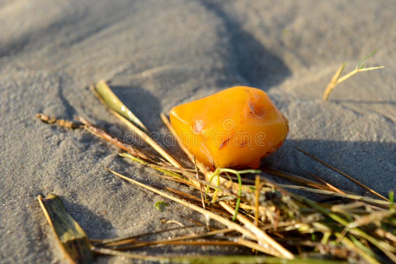 Amber on the beach stock photo. Image of fossil, precious - 67043560