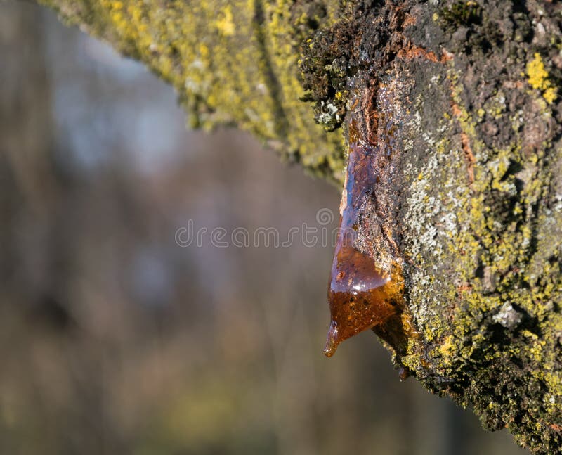 Amber from a cherry tree stock image. Image of boardwalk - 108257953