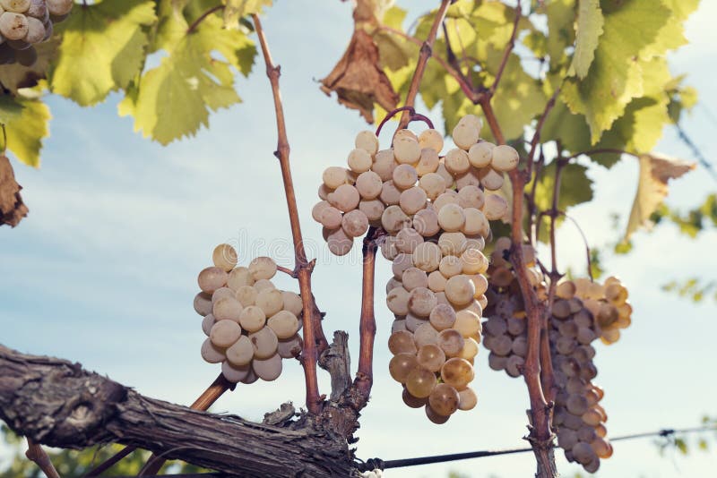 Amber Clusters on a Vine in a Vineyard. Harvesting Stock Image - Image ...