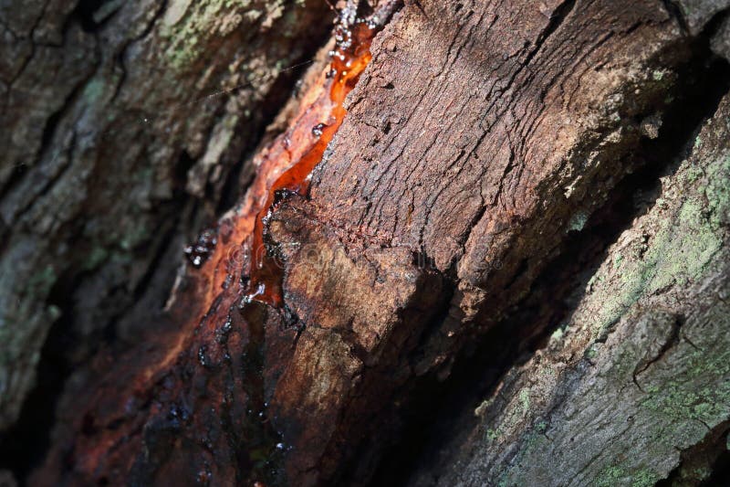 1,789 Tree Sap Color Stock Photos - Free & Royalty-Free Stock Photos ...