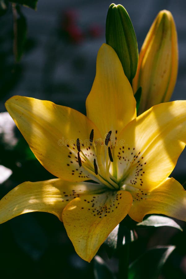 Amber drop stock photo. Image of summer, flora, flowers - 227181806