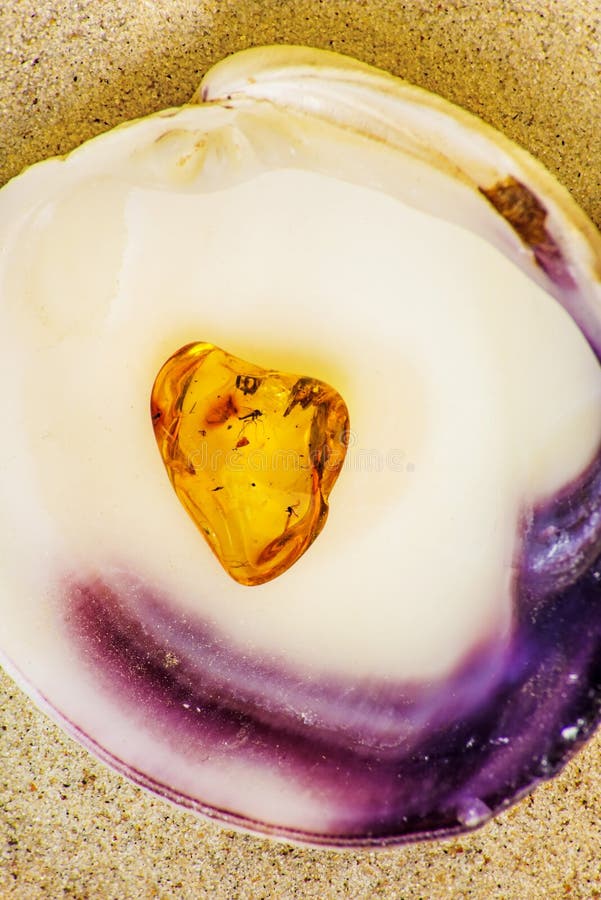 Amber with embedded insect stock photo. Image of seeds - 67753670