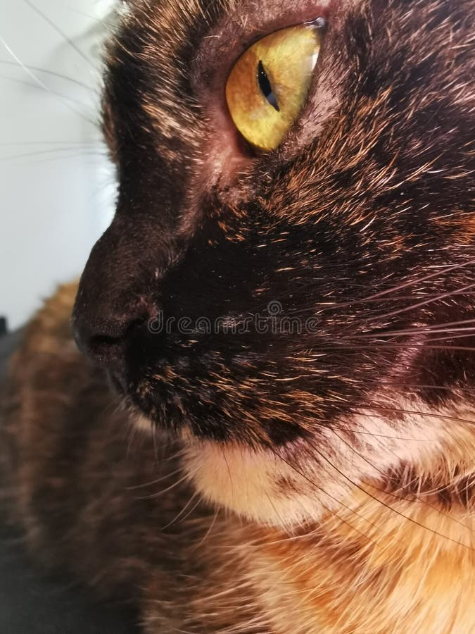 Amber eye stock image. Image of kitty, amber, animal - 203592401