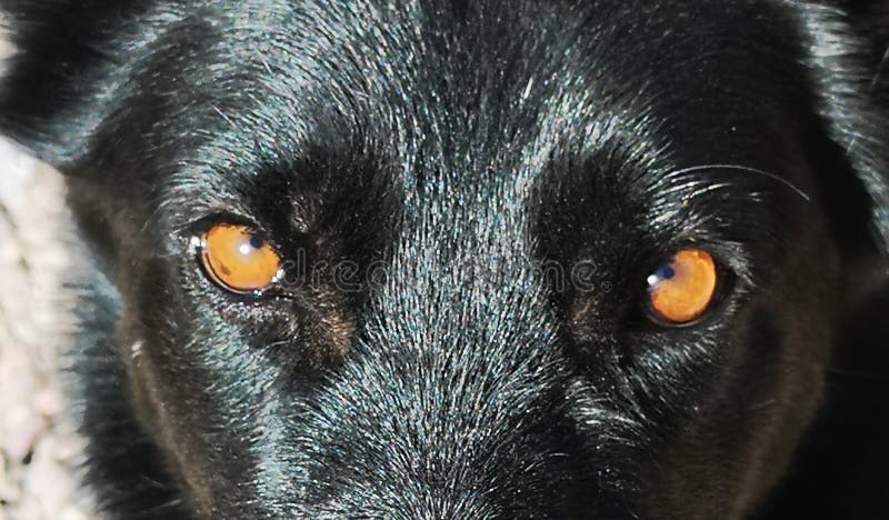 Dogs sad amber eyes stock photo. Image of macro, looking - 51122128