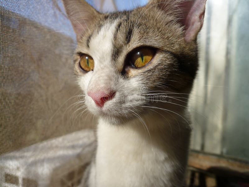 Amber Eyes stock photo. Image of kitty, mixed, golden - 23817370