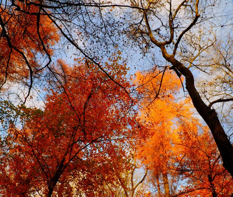 Amber Fall Enchanting the Trees Stock Image - Image of trunk ...