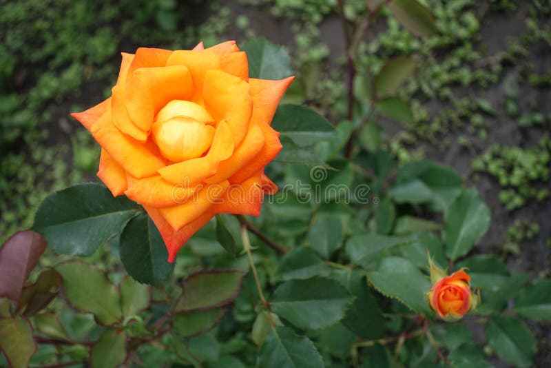 Amber Flower and Bud of Rose Stock Photo - Image of leafage, botany ...