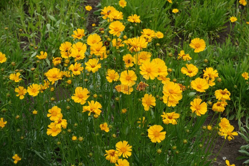 Amber Flower Heads of Coreopsis Lanceolata in Summer Stock Photo ...