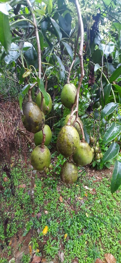 Amber fruit in sri lanka stock image. Image of jungle - 223272291