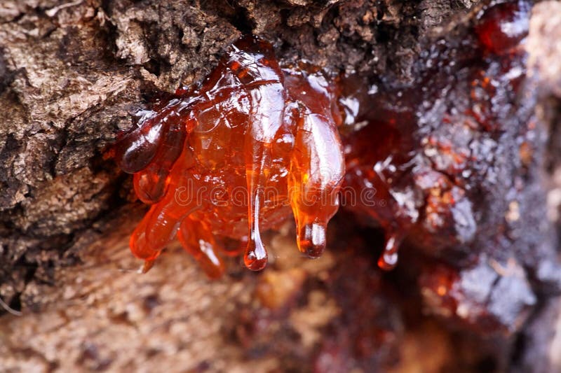 Amber Gummosis on the Bark of a Tree Stock Photo - Image of gummosis ...