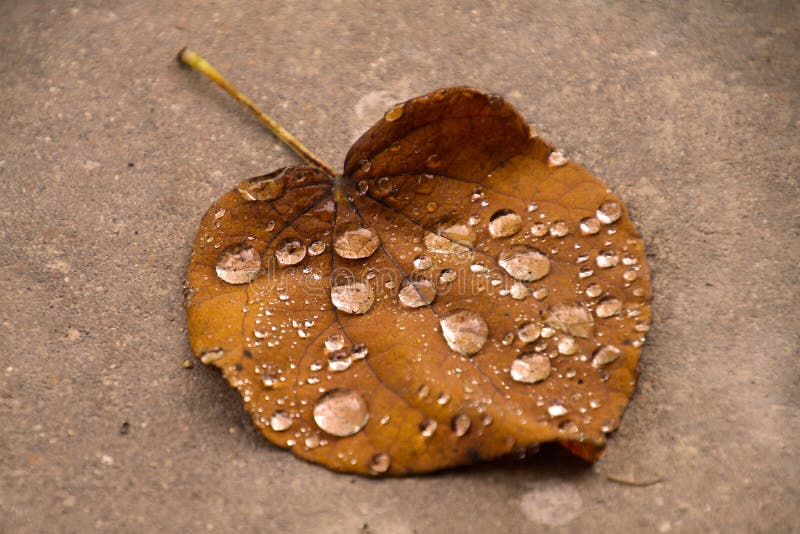 314 Singular Leaf Stock Photos - Free & Royalty-Free Stock Photos from ...