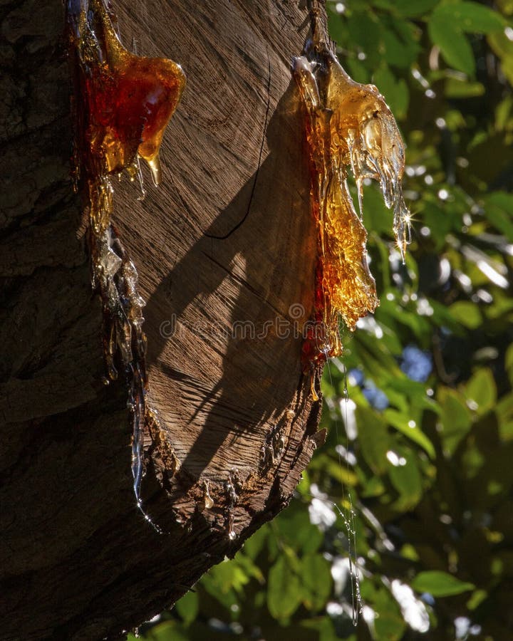 Amber in the making stock photo. Image of colour, limb - 200719288