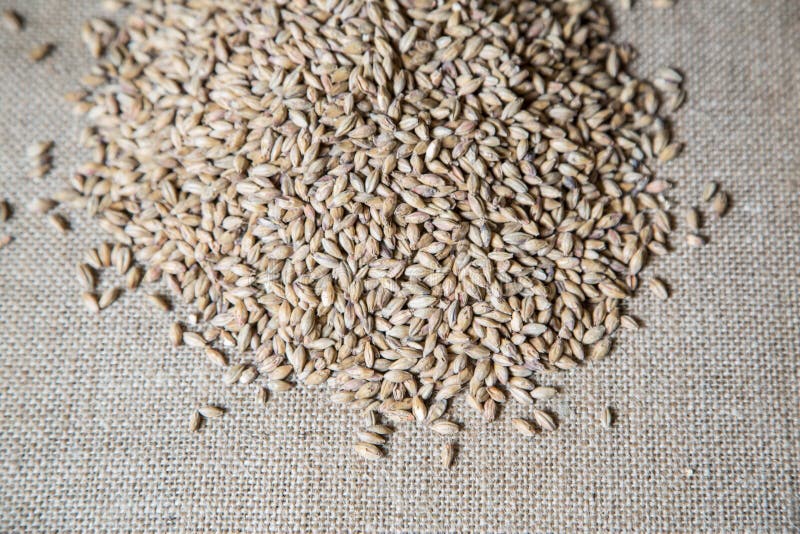 Amber Malt suelta imagen de archivo. Imagen de ambarino - 31425191