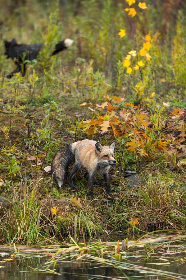 Amber Phase Fox Vulpes Vulpes Stands on Shore Silver Runs Behind Autumn ...