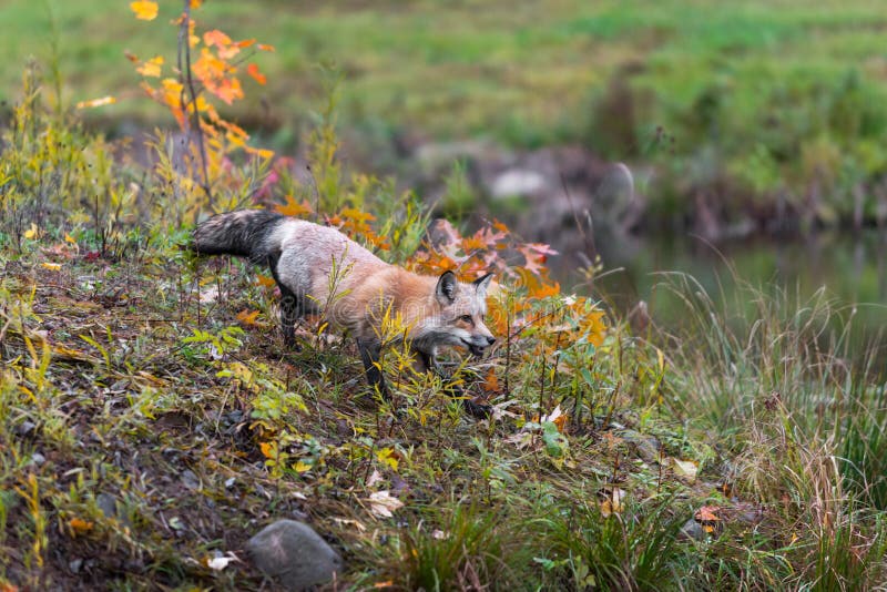 Amber Phase Fox Vulpes Vulpes Walks Down Side of Island Autumn Stock ...