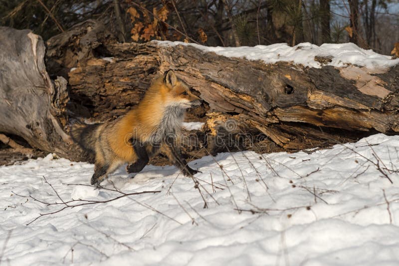 Amber Phase Red Fox Vulpes Vulpes Leaps Right Past Log Winter Stock ...