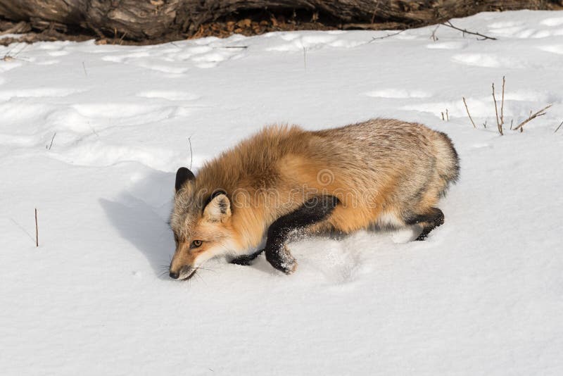 Amber Phase Red Fox Vulpes Vulpes Moves through Snow Stock Image ...