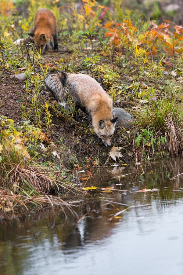 Amber Phase Red Fox Vulpes Vulpes Nose To Water at Edge of Island ...