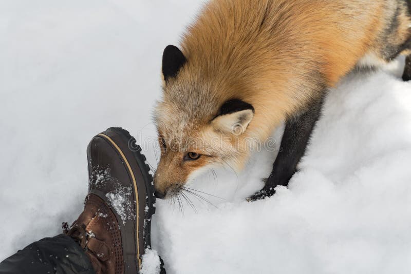 Amber Phase Red Fox Vulpes Vulpes Sniffs Humans Boot Winter Stock Image ...