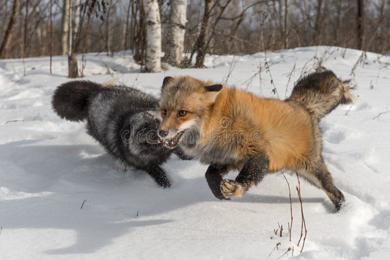 Amber Phase Red Fox Vulpes Vulpes Runs with Silver Fox Stock Image ...