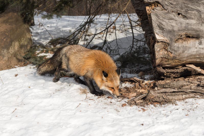 Amber Phase Red Fox Vulpes Vulpes Nose To Water at Edge of Island ...