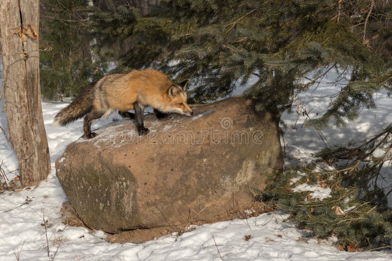 Amber Phase Red Fox Vulpes Vulpes Sniffs Atop Rock Stock Image - Image ...