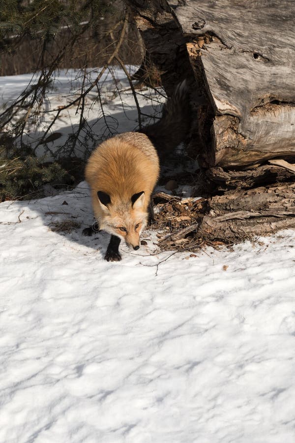 Amber Phase Red Fox Vulpes Vulpes Walks Around End of Log Stock Photo ... Amber Phase Red Fox Vulpes Vulpes Walks Around End of Log Stock Photo ...