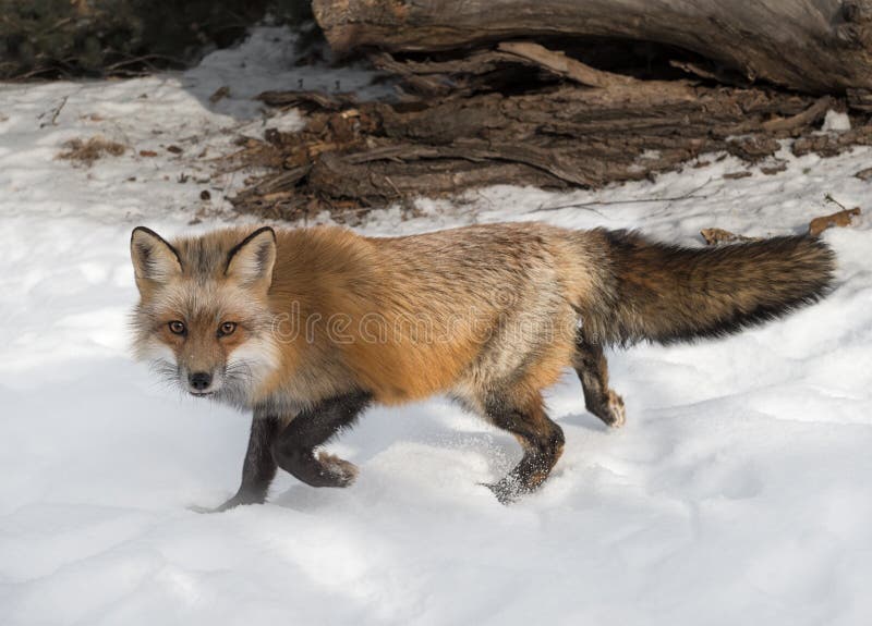 Amber Phase Red Fox Vulpes Vulpes Walks by Stock Photo - Image of ...