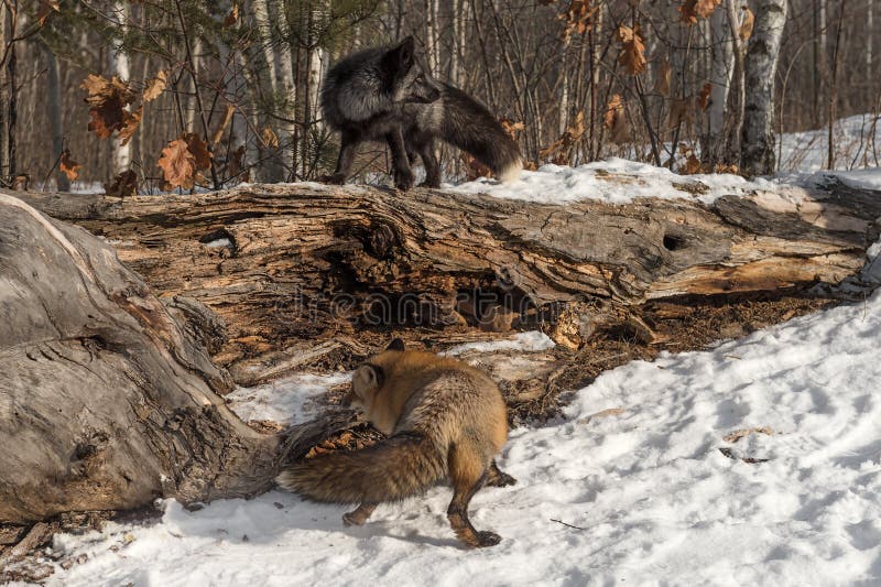 Amber Phase Red Fox Vulpes Vulpes Turns Looking Over Water Reflected ...