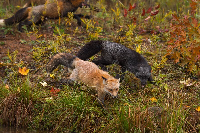 Amber Phase Red Fox Vulpes Vulpes Dips Mouth into Water Reflected ...