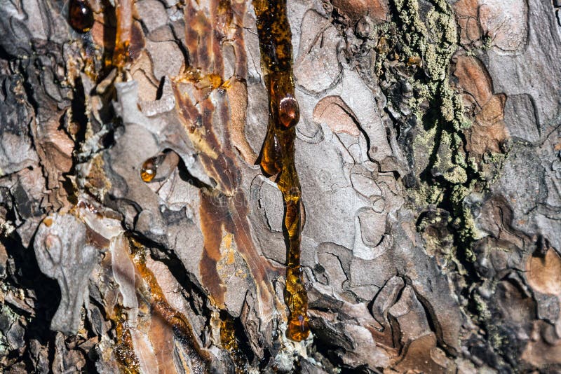 Amber pitch stock photo. Image of medicine, forest, industry - 65111646