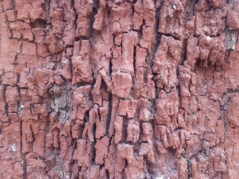 Amber Brkich Pics Stock Photos - Free & Royalty-Free Stock Photos from ...