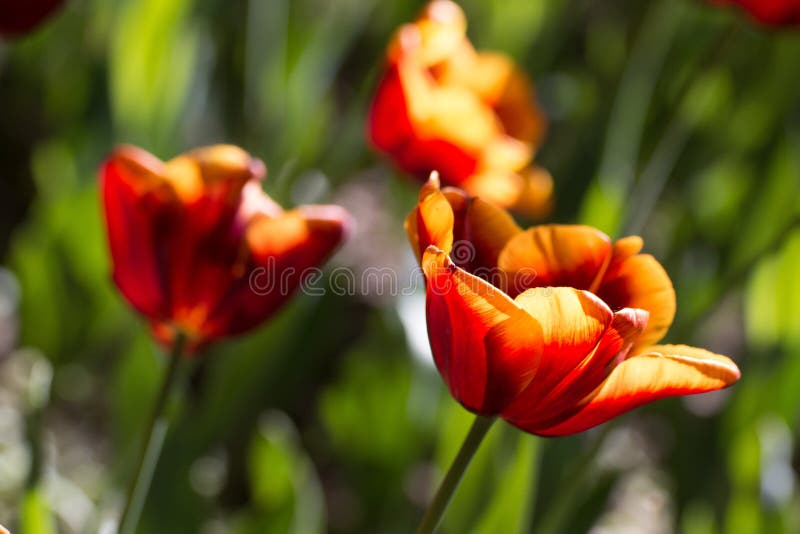 Gradient tulip in a slant stock photo. Image of arrangement - 25446036 Gradient tulip in a slant stock photo. Image of arrangement - 25446036