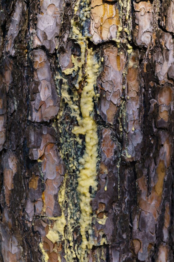 Amber Resin Sap Flows in Streams Along the Bark of Pine Stock Image ...