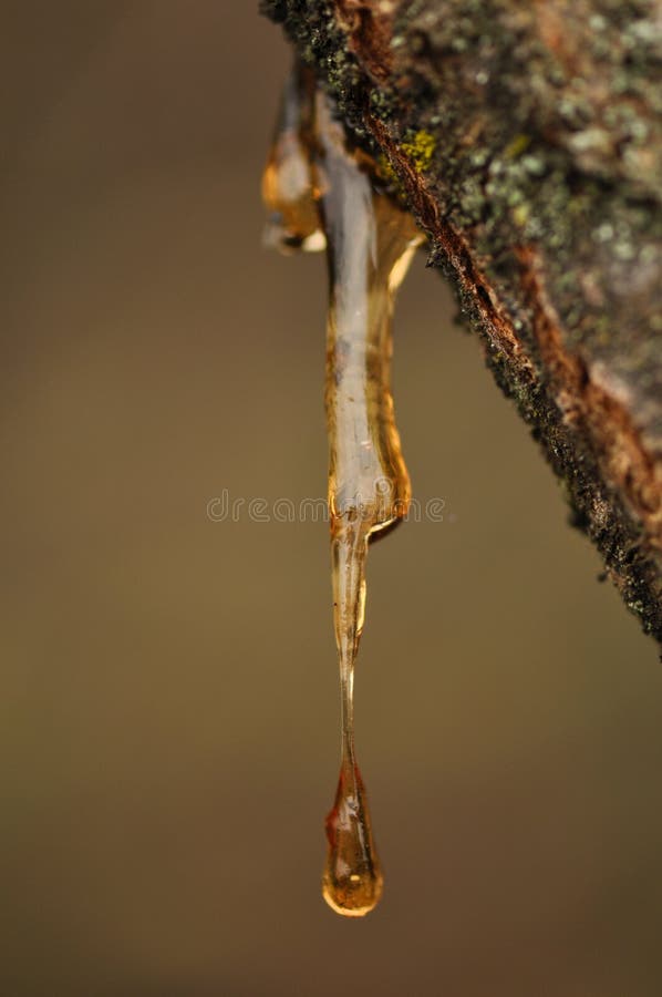 Raw Amber Resin stock image. Image of resin, alive, amber - 152956987